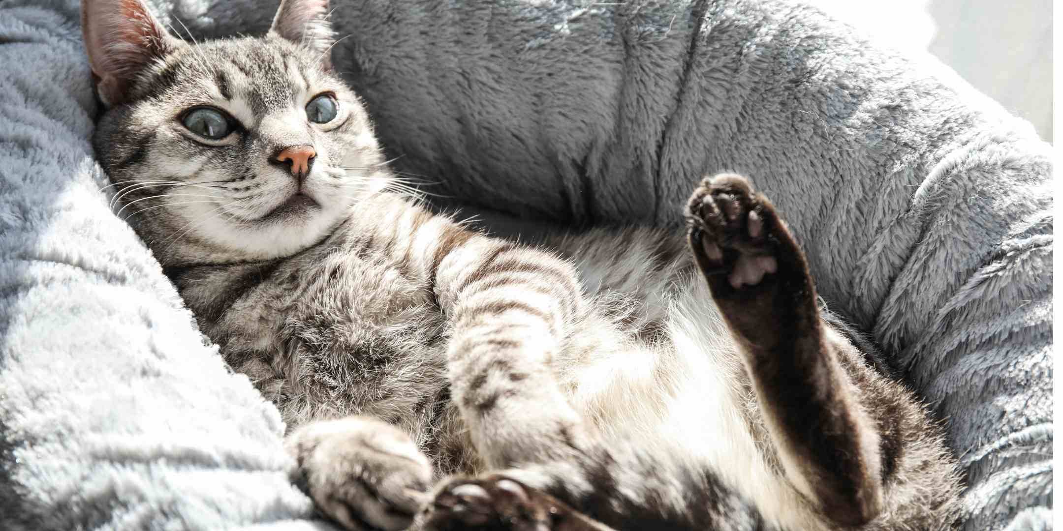 Is a Squishmallow Pet Bed the Secret to Your Pet’s Perfect Nap ...
